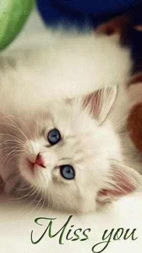 Kitten Miss You  Kitten Missyou Cat Discover And Share S