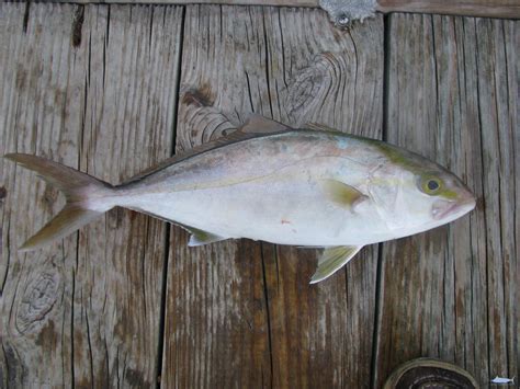 Yellowtail Jack Fish