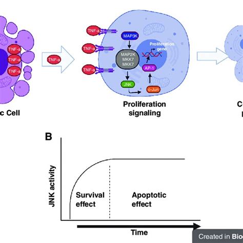 Mitogenic Effect Of Apoptotic Cells On Neighboring Cells A During The
