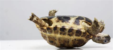 Turned Tortoise Shell Geometry Helps Tortoises Get Back On Their Feet
