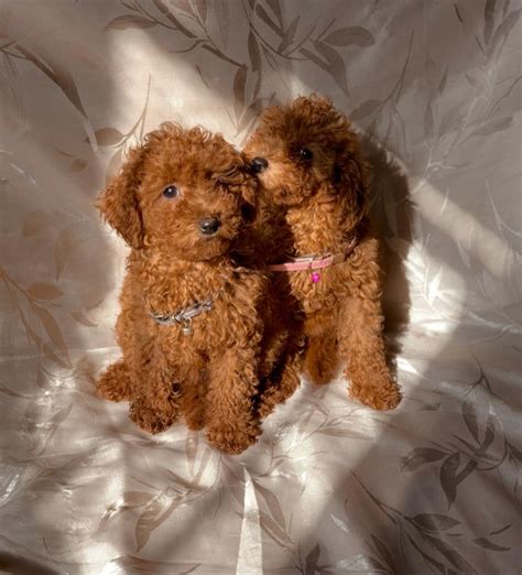 Tesoros Y Mascotas Caniches Microtoy Los Perros De Familia