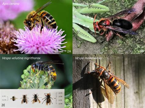 Differences Between Common Wasps And Honeybees In Sichuan A Apis Download Scientific Diagram