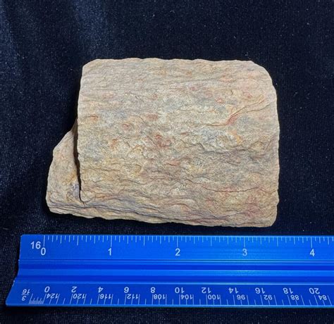 Rare Stigmaria Fossil 3 5 Lepidodendron Tree Root Must0have For Rock Collectors And