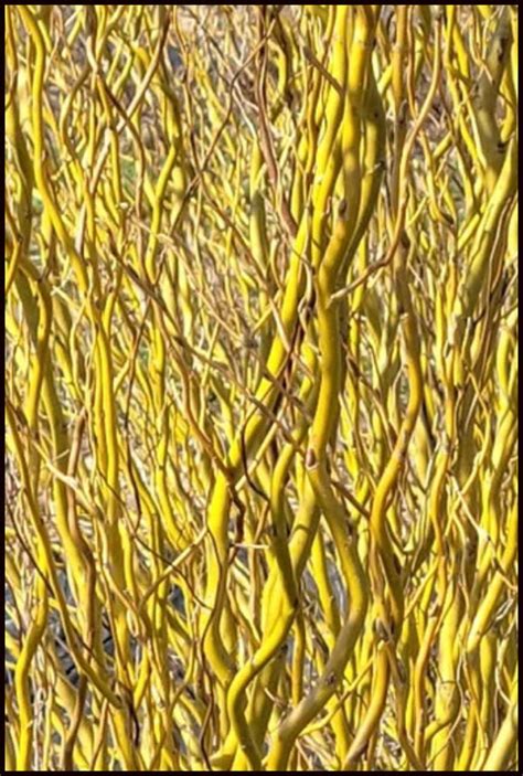 Golden Curls Corkscrew Willow Tree Salix Plant Cuttings Etsy