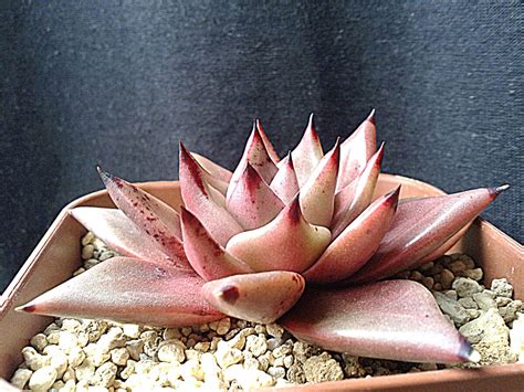 Yahoo オークション 血羅 エケベリア 多肉植物