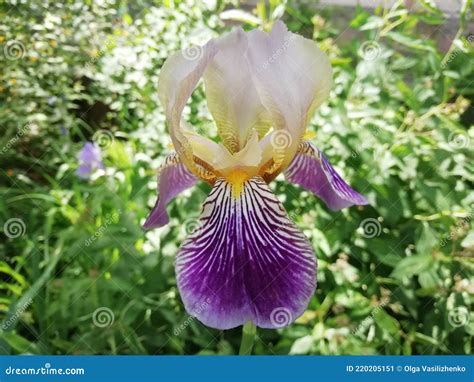 Exotic Beautiful Variegated Iris On A Background Of Green Foliage Stock