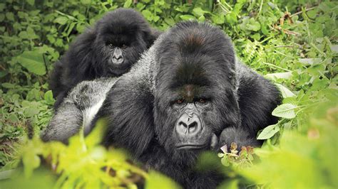 Corning Gorilla Glass