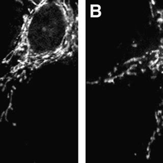 The Localization Of Cho Mklp Within Flatter Hippocampal Neurons In