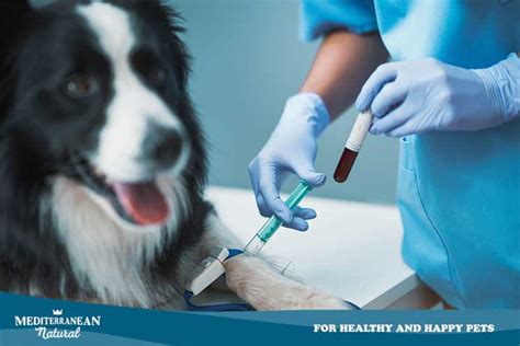 Puede Un Análisis De Sangre Detectar El Cáncer En Perros