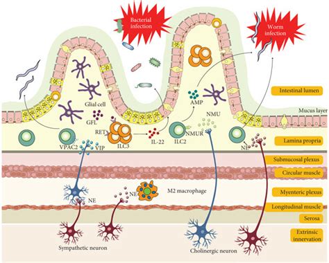 Illustration Of Crosstalk Of Ilc2 And Ilc3 With Neurons In Helminth