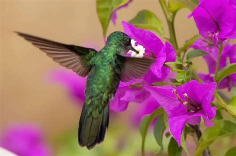 Fascinating Hummingbird Facts Arizona Bilingual News
