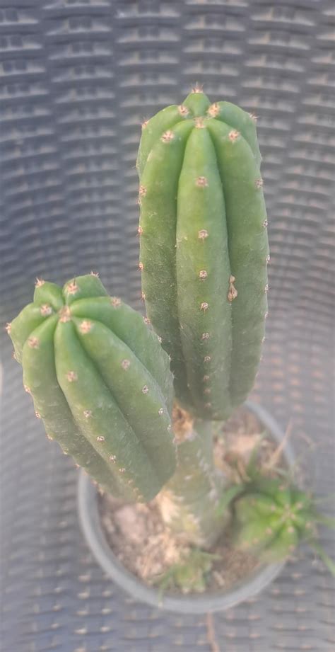 Clone Id Please R Sanpedrocactus