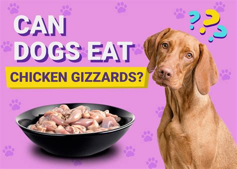 Can Dogs Eat Chicken Gizzards Vet Verified Facts And Faq Dogster