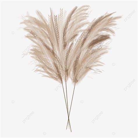 Dried Pampas Png Image Dried Pampas Grass Stems Pampas Dried Flowers