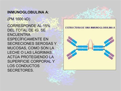 18 Generalidades De Las Inmunoglobulinas Ppt