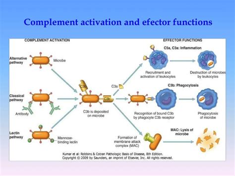 Ppt Complement System Immunity And Function Powerpoint Presentation Id 9586560