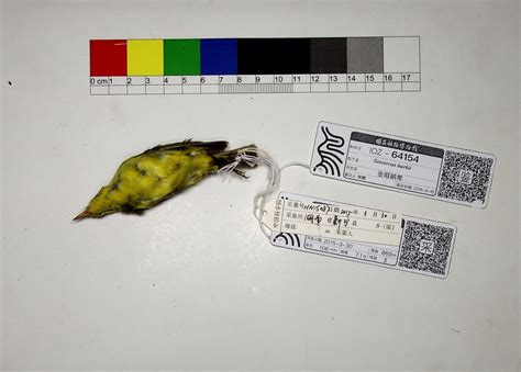 金眶鹟莺 标本图片库 武陵山区生物多样性综合科学考察