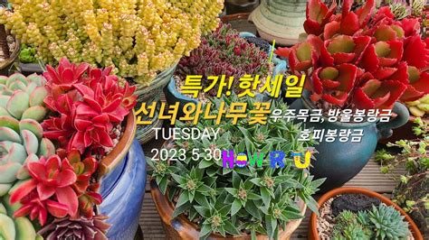 2023년 5월30일 세일 할인~국민다육 방문구매3개5000원선녀와나무꽃화분다육신상안내다육금화분택배다육택배