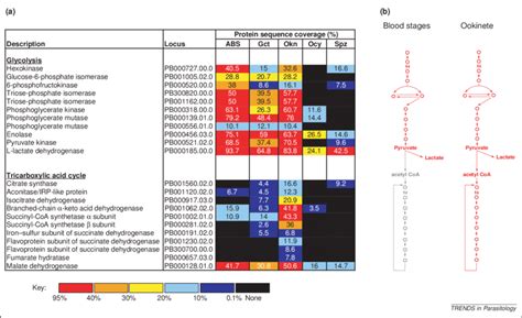 Metabolic Pathway Reconstruction By Expression Analysis A Table Download Scientific Diagram