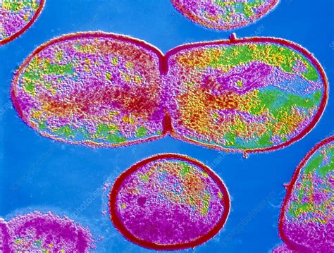 Dividing Streptococcus Sp Bacterium Stock Image B2360044