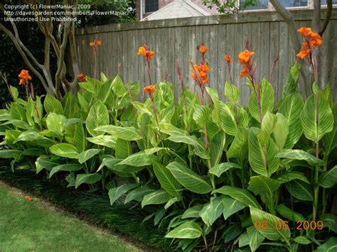 Plantfiles Pictures Canna Orange Flowered Variegated Canna Lily