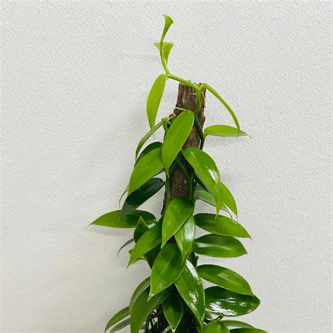 How To Propagate Your Vanilla Orchid