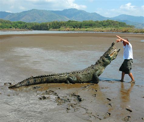 Costa Ricas Crocodile Bridge 2025 Guide And Safety Tips