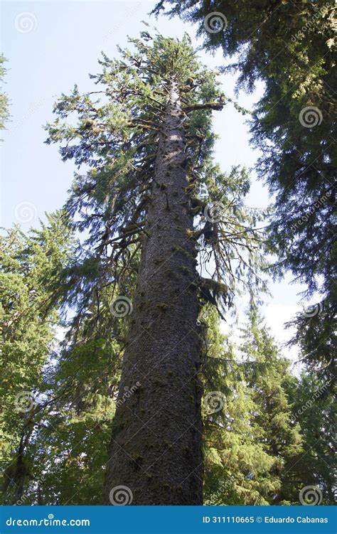 Giant Cedar Olympic National Park Washington State United States