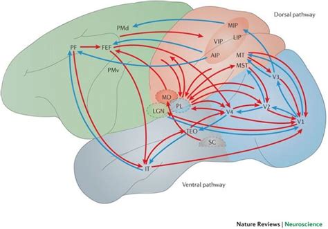 top down influences on visual processing nature reviews neuroscience