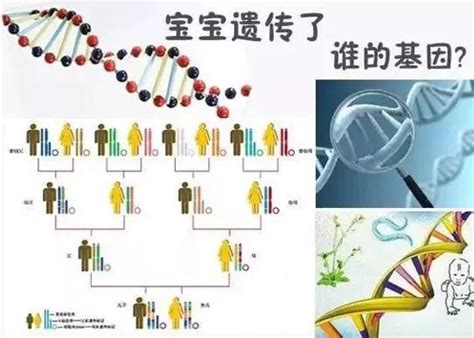 基因遗传的真相，大多数人都不知道！凤凰网