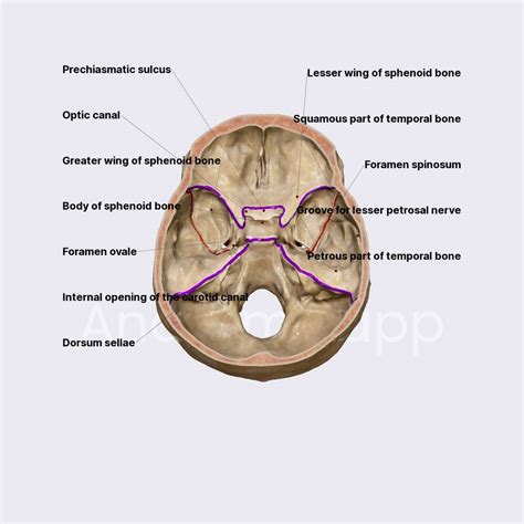 Optic Foramen Photograph Of The Middle Cranial Fossa Showing