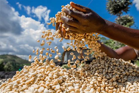 Agro Exports Make A Turnaround 202122 Rwanda Dispatch News Agency