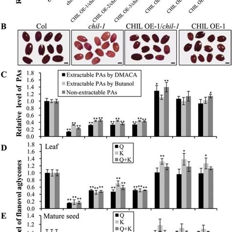 Structure Of Quercitrin Download Scientific Diagram