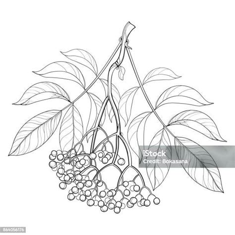向量與大綱黑接骨木或黑色老年科或接骨木 束 漿果和孤立的白色背景上的葉子向量圖形及更多接骨木屬圖片 接骨木屬 接骨木莓 插圖 Istock