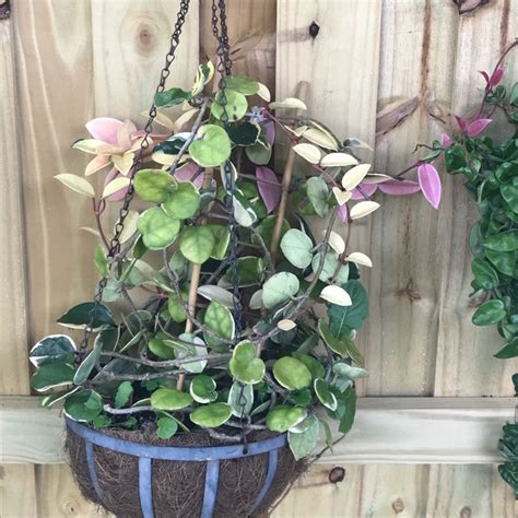 Hoya carnosa 'Krimson Queen' syn. 'Crimson Queen', Hoya 'Krimson Queen ...