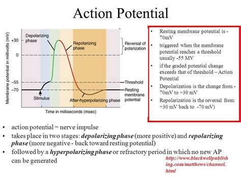 Unlocking Action Potential Discovering The Answers Through Simulation