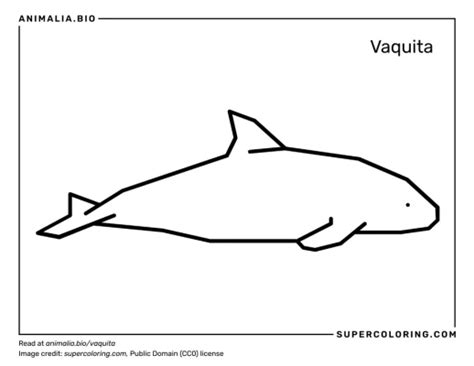 Californische Bruinvis Feiten Dieet Leefomgeving And Fotos Op