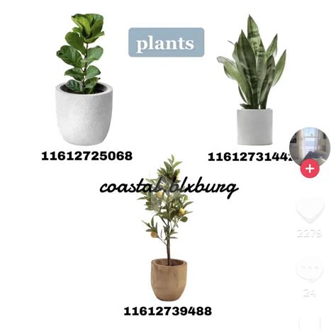 Ficus Houseplants How To Care For A Ficus Tree Artofit