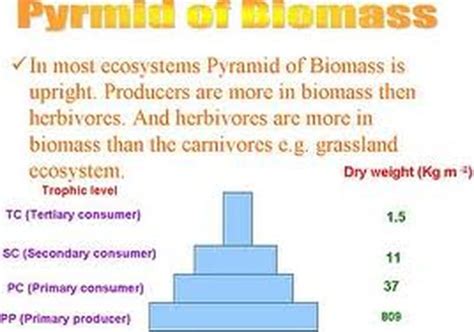 Ecology Notes Biology Mrs Mccomas