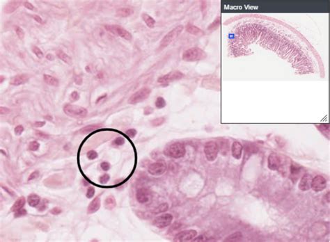 Histo Lab Slides Chronological Flashcards Quizlet