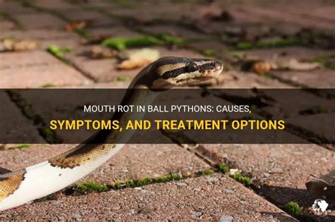 Mouth Rot In Ball Pythons Causes Symptoms And Treatment Options Petshun