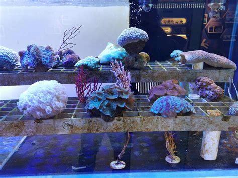 科学网北海涠洲岛珊瑚礁基地之珊瑚与贝壳 陈立群的博文