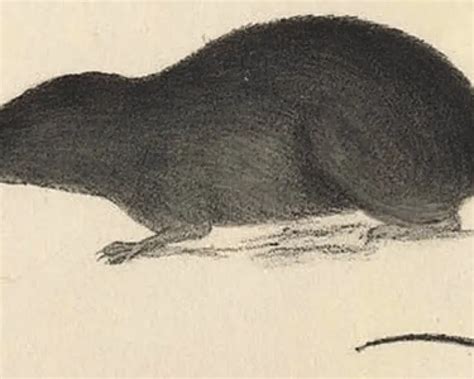 Arctic Shrew Facts Diet Habitat And Pictures On Animaliabio