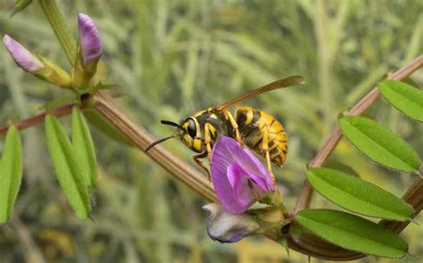 Gewone Wesp Waterwereld