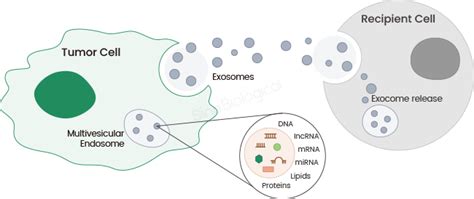 Tumor Exosomes A Messenger For Cancer Progression Sino Biological