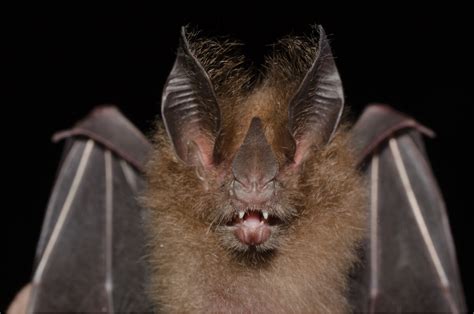 Types Of Bats
