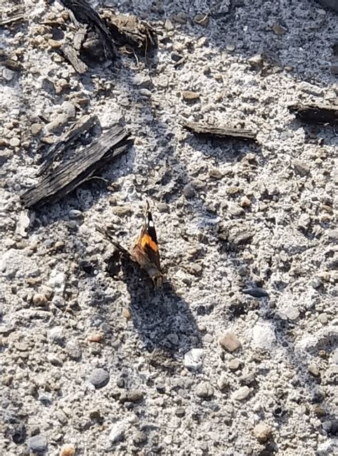 What Are This Rentomology