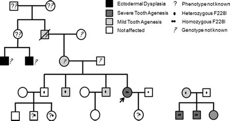 Two Pedigrees Showing Incomplete Penetrance And Variability Of The Download Scientific Diagram