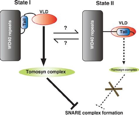 A Model Of Regulation Of The Inhibitory Activity Of Tomosyn Upon The Download Scientific