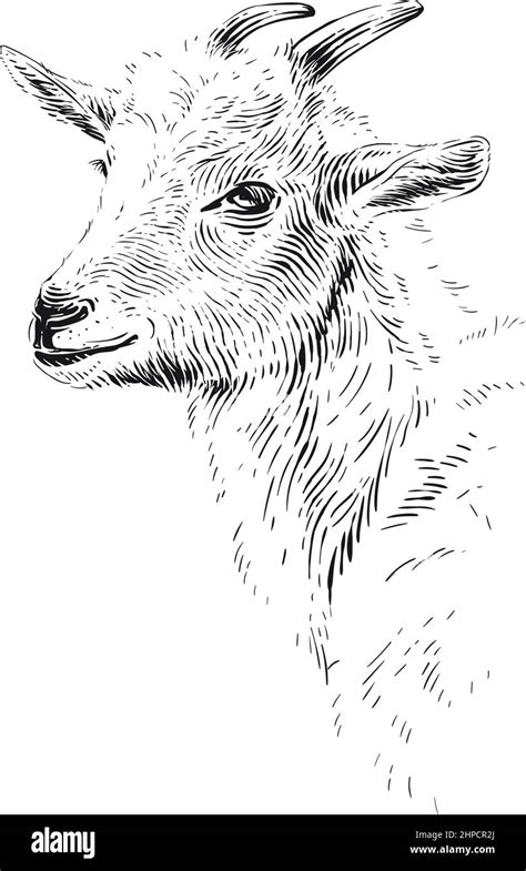 Tête De Chèvre Main Dessin Esquisse Gravure Dessin Illustration Style